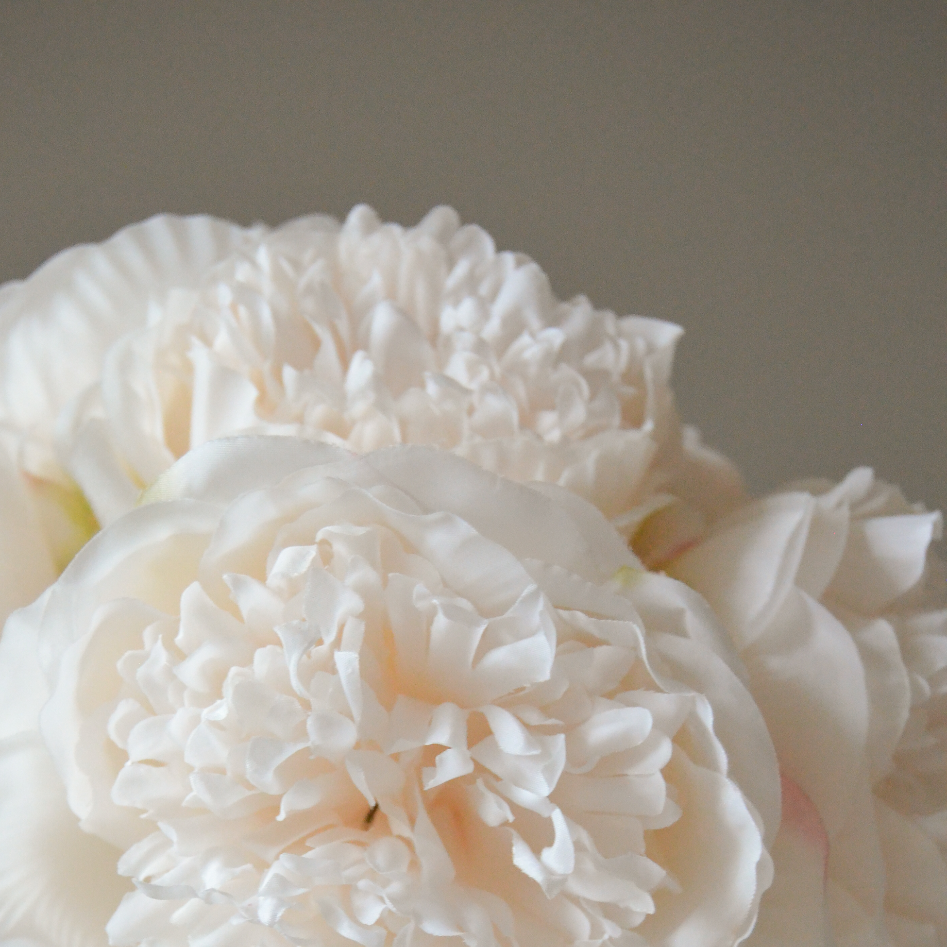 Discover the entire selection of everlasting flowers from Botané